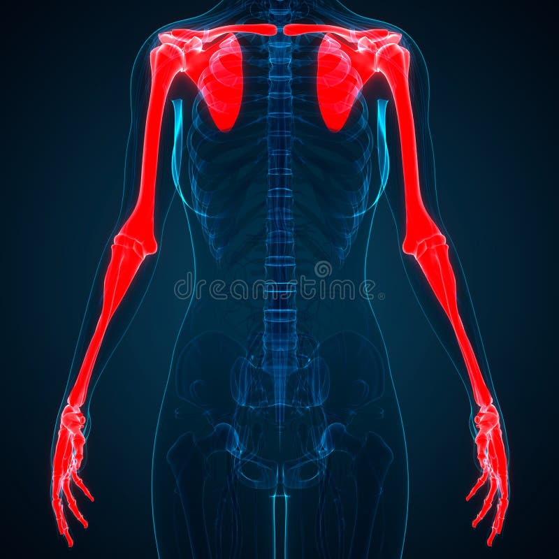 Human Skeleton System Upper Limbs Anatomy Stock Illustration ...