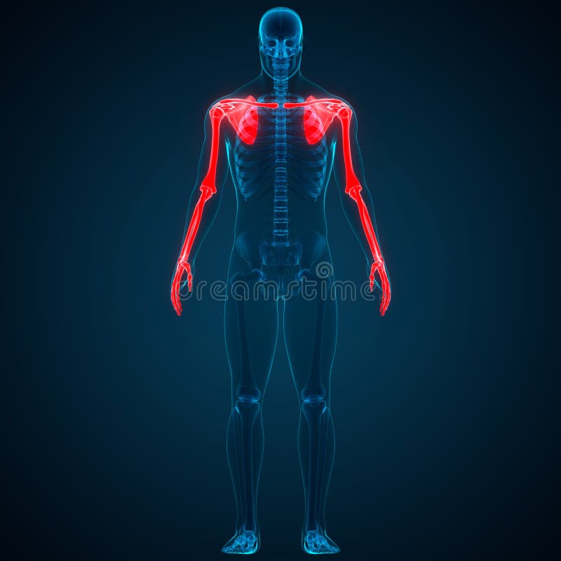 Human Skeleton System Upper Limbs Anatomy Stock Illustration ...