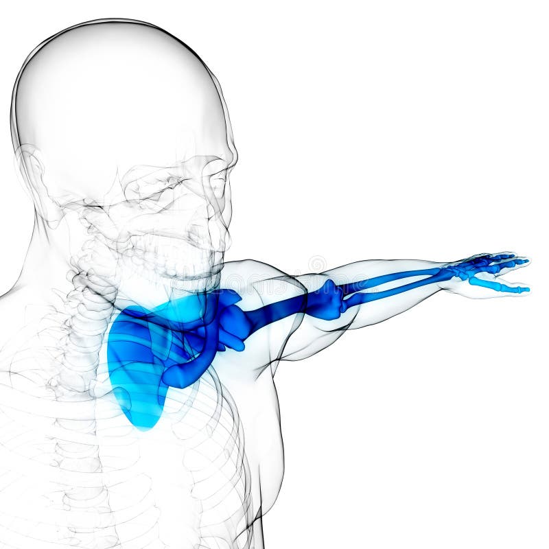 Human Limbs Upper Stock Illustrations – 3,377 Human Limbs Upper Stock ...