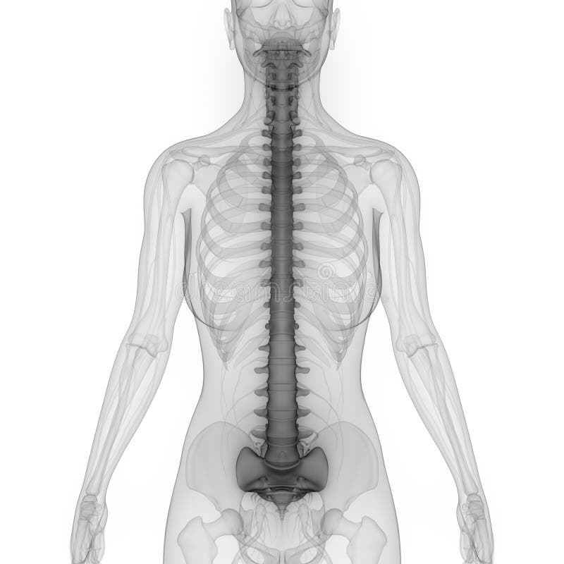 Human Skeleton System Vertebral Column Anatomy Stock Illustration ...