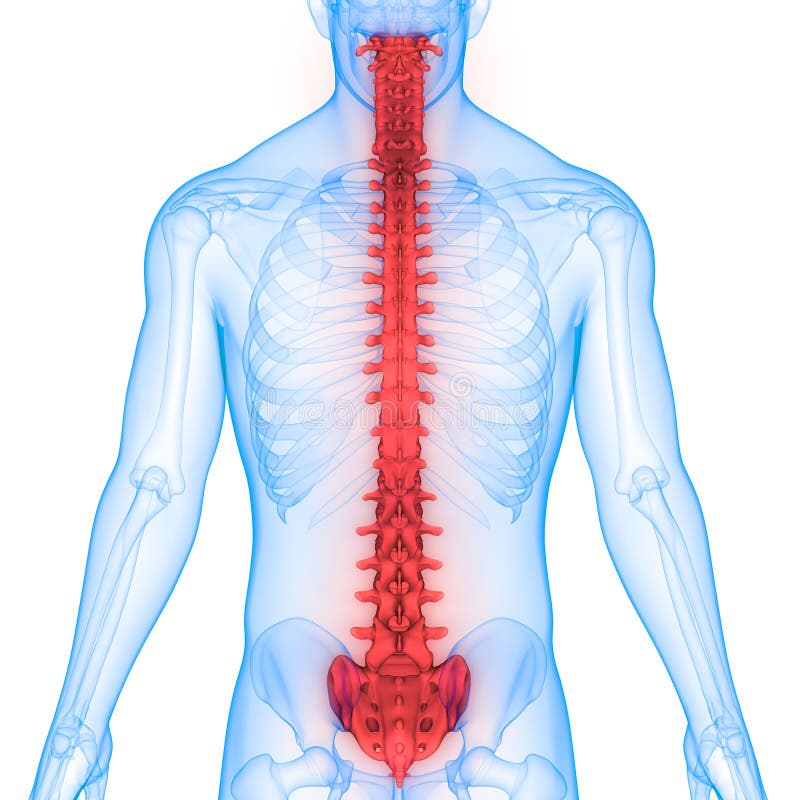 Human Skeleton System Vertebral Column Anatomy Stock Illustration ...