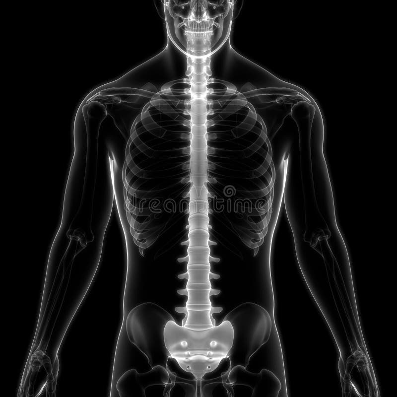 Human Skeleton System Vertebral Column Anatomy Stock Illustration ...