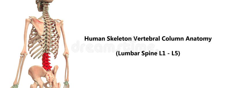 Lumbar vertebrae L3 stock illustration. Illustration of vertebral ...