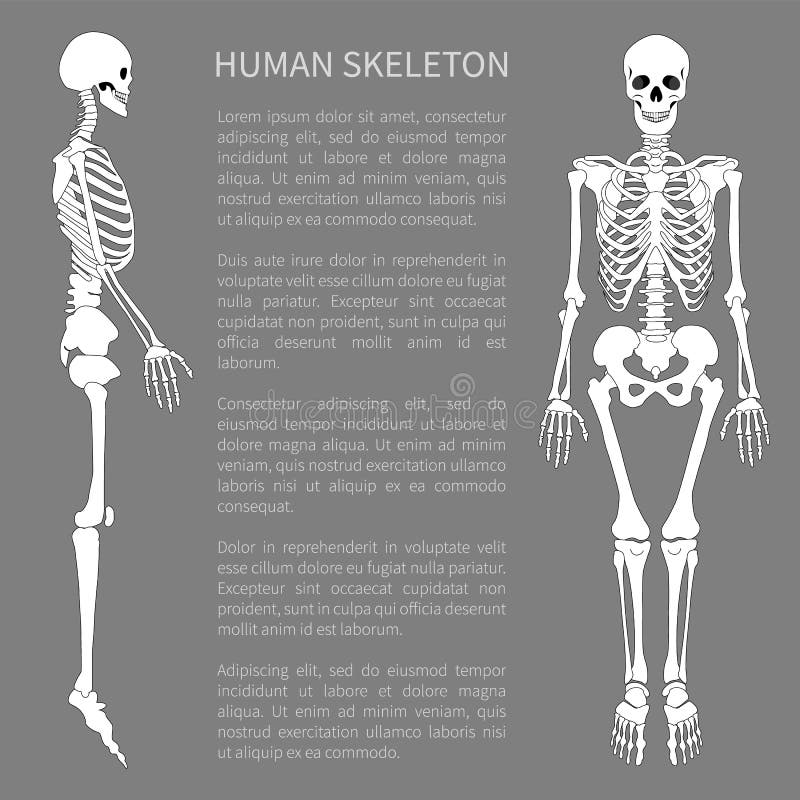 Human Skeleton and Text Sample Vector Illustration Stock Vector ...