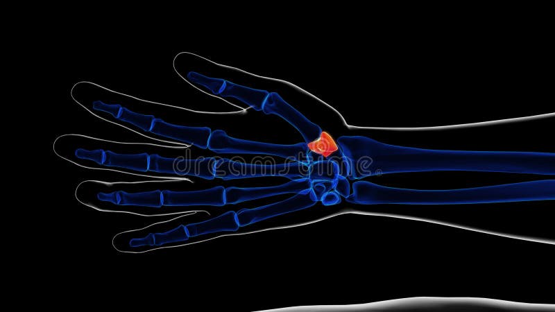 Human Skeleton Trapezium Bone Anatomy 3D Rendering Stock Illustration ...