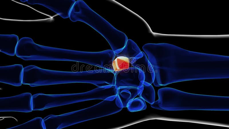 Human Skeleton Trapezoid Bone Anatomy 3D Rendering Stock Footage ...