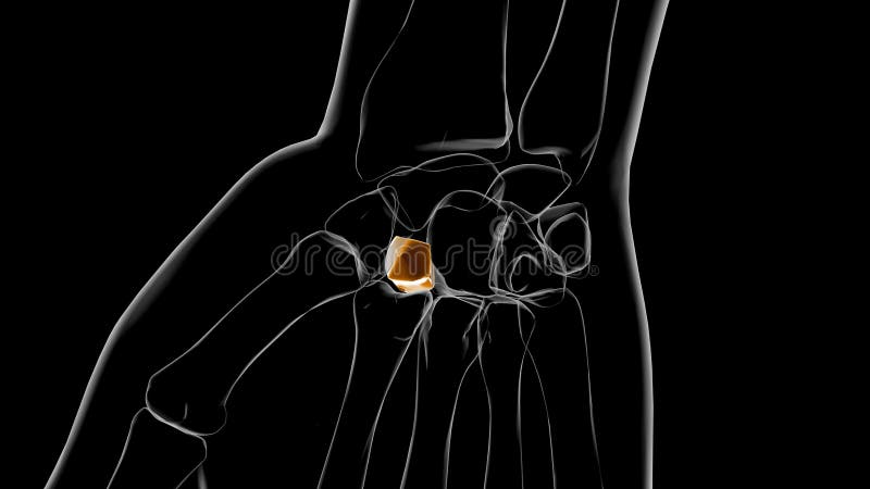 Human Skeleton Trapezoid Bone Anatomy 3D Stock Illustration ...