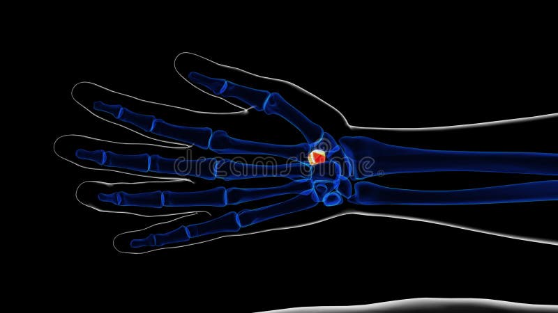Human Skeleton Trapezoid Bone Anatomy 3D Rendering Stock Illustration ...