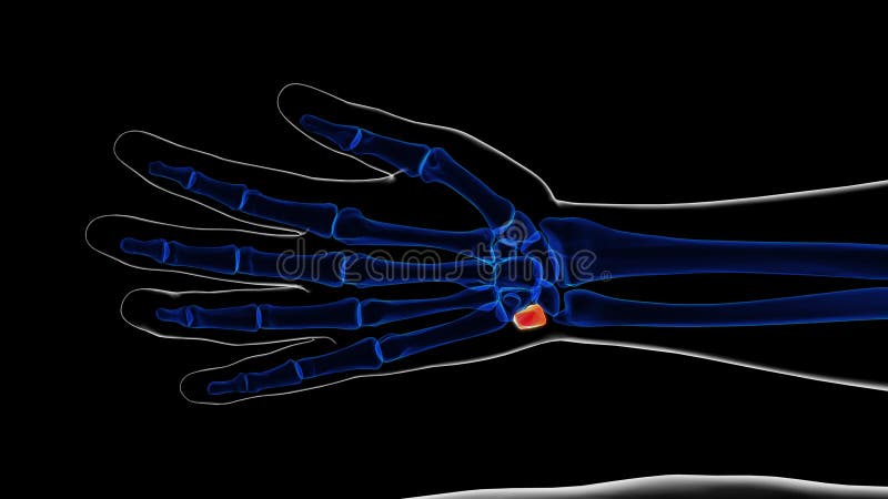 Human Skeleton Triquetral Bone Anatomy 3D Rendering Stock Illustration ...