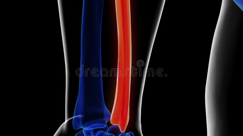 Human Skeleton Ulna Bone Anatomy for Medical Concept 3D Rendering Stock ...
