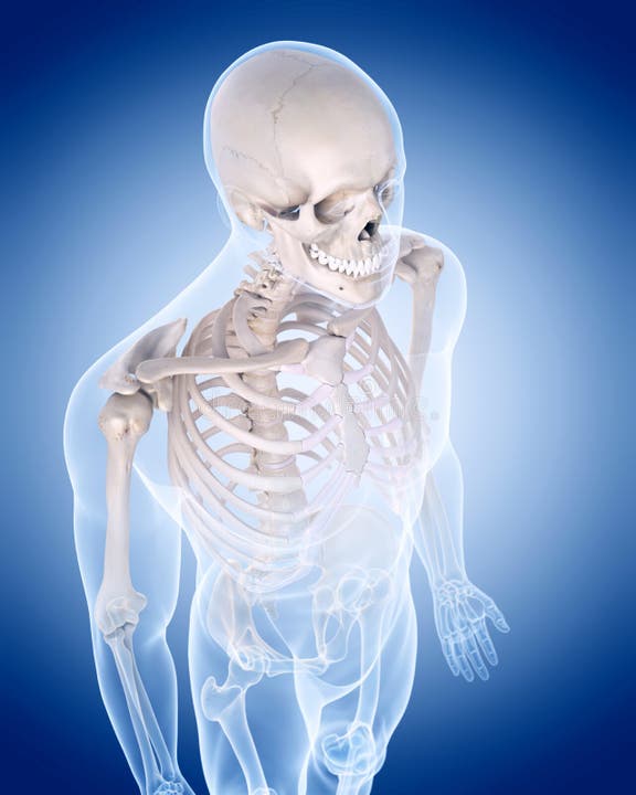 The Human Skeleton - the Upper Body Stock Illustration - Illustration ...