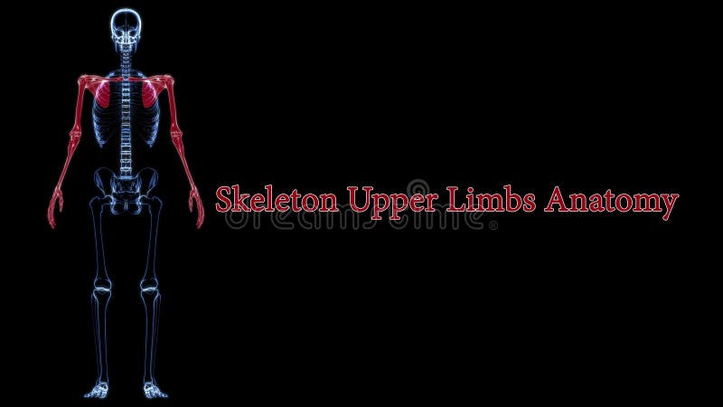 Human Skeleton Upper Limbs Anatomy 3D Stock Illustration - Illustration ...