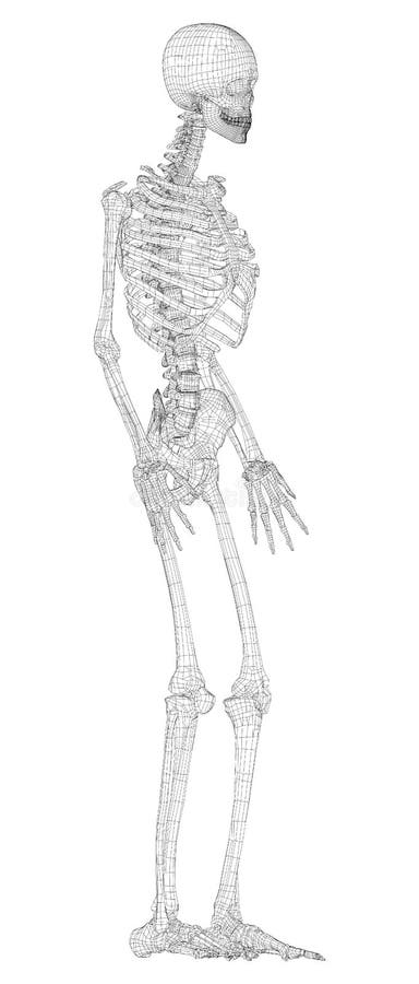 Human Skeleton Blueprint Vector Stock Illustrations – 64 Human Skeleton ...