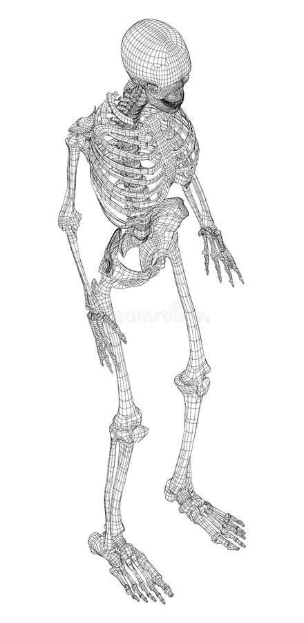 Human skeleton. Vector stock vector. Illustration of graphic - 229297069