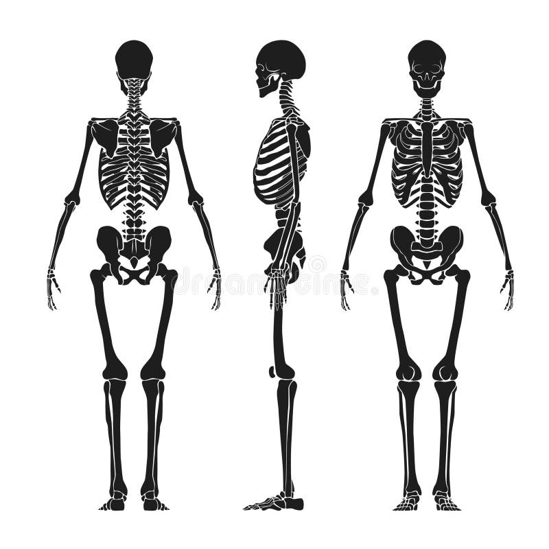 Human Skeleton. Vector Illustration Decorative Design Stock Vector ...