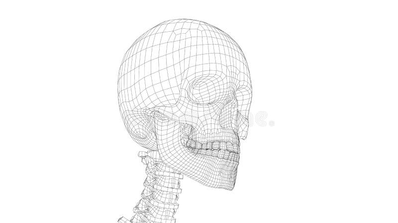 Bony Frame Stock Illustrations – 78 Bony Frame Stock Illustrations ...