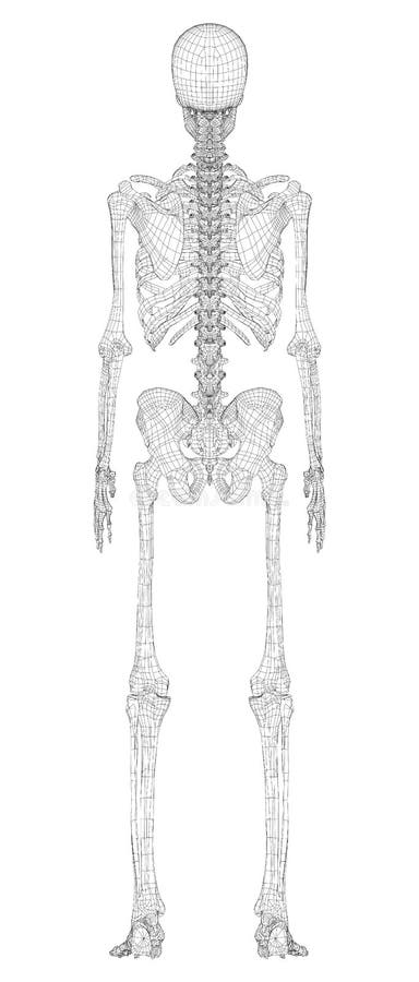 Human Skeleton Blueprint Vector Stock Illustrations – 64 Human Skeleton ...