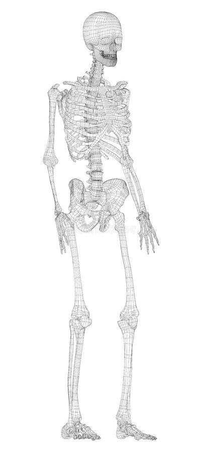 Human Skeleton Blueprint Vector Stock Illustrations – 64 Human Skeleton ...