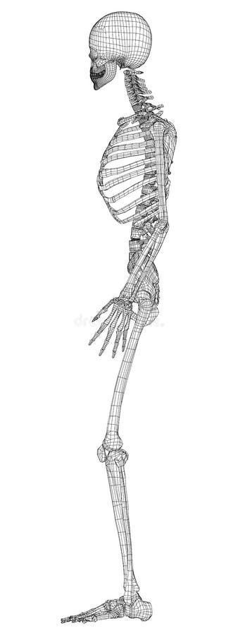 Human Skeleton Blueprint Vector Stock Illustrations – 64 Human Skeleton ...