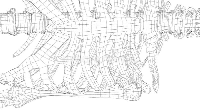 Human skeleton. Vector stock vector. Illustration of design - 229296952