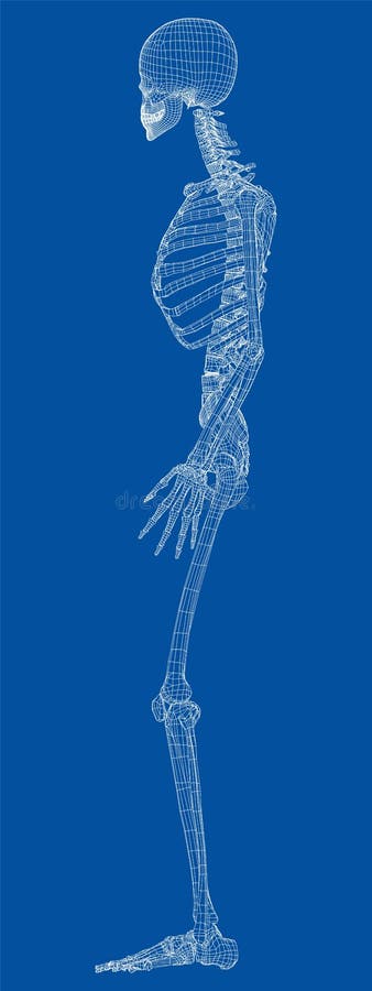 Human skeleton. Vector stock vector. Illustration of skull - 229373447