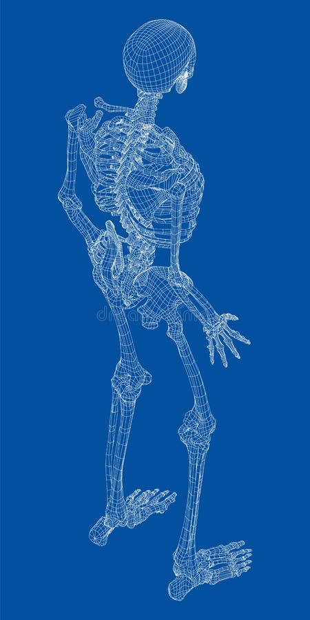 Human skeleton. Vector stock vector. Illustration of anatomical - 229373622