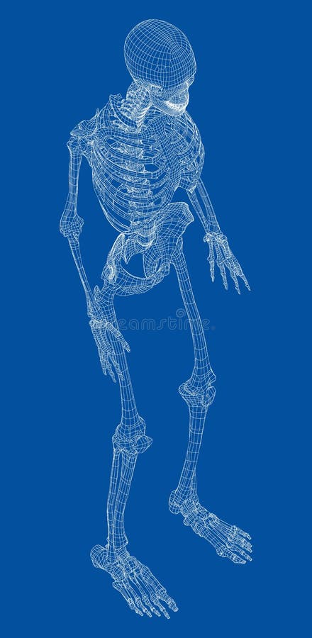 Human Skeleton Blueprint Vector Stock Illustrations – 64 Human Skeleton ...