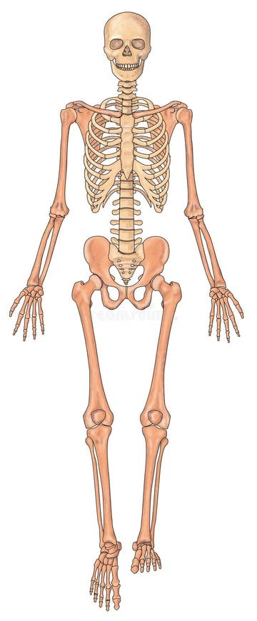 Human Skeleton Ventral View Stock Illustration - Illustration of fibula ...