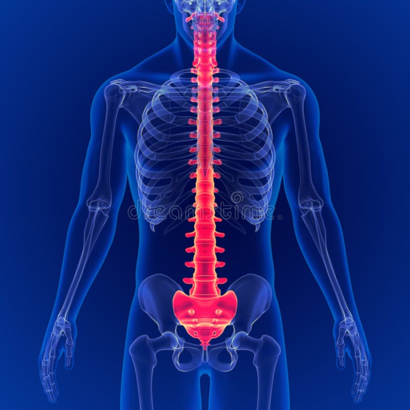 3D Illustration Human Skeleton Vertebral Column Anatomy Stock ... 3D Illustration Human Skeleton Vertebral Column Anatomy Stock ...