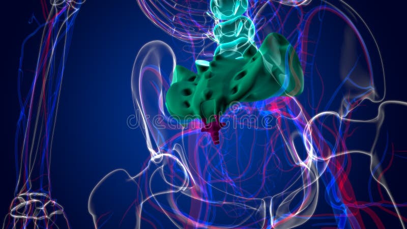 Human Skeleton Vertebral Column Coccyx or Tail Bone Anatomy Stock ...