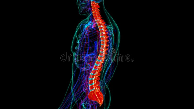 Human Skeleton Vertebral Column Vertebrae Anatomy Stock Illustration ...