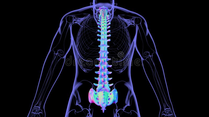 Human Skeleton Vertebral Column Vertebrae Anatomy Stock Illustration ...