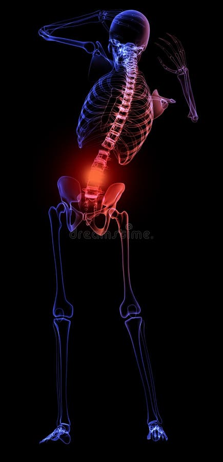 Human Skeleton Anatomy Rear View Stock Illustrations – 193 Human ...