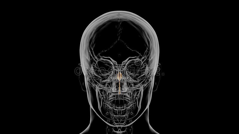 Human Skeleton Vomer Bone Anatomy 3D Stock Illustration - Illustration ...