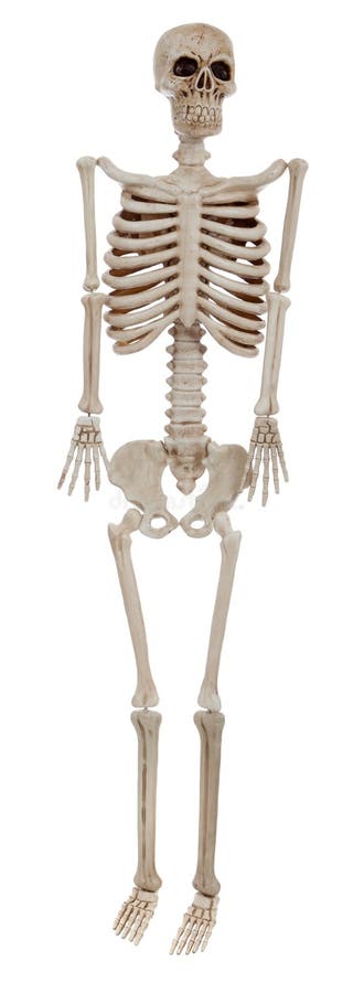 Full-face Human Skeleton on White Stock Photo - Image of science, death ...