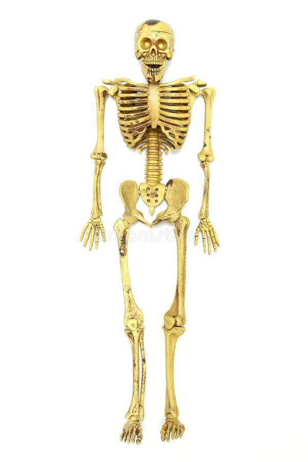 Human skeleton stock image. Image of medicine, body, medical - 60697291