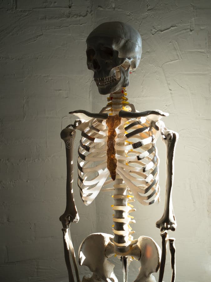 Human Skeleton on a White Textured Background, Sunlight, Contrast ...