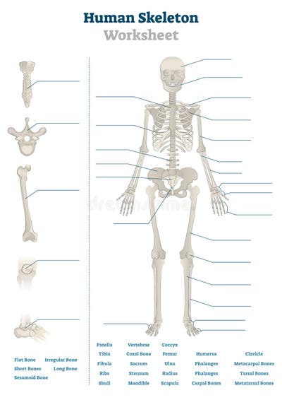 Human Skeleton Worksheet Vector Illustration. Blank Educational Bone ...