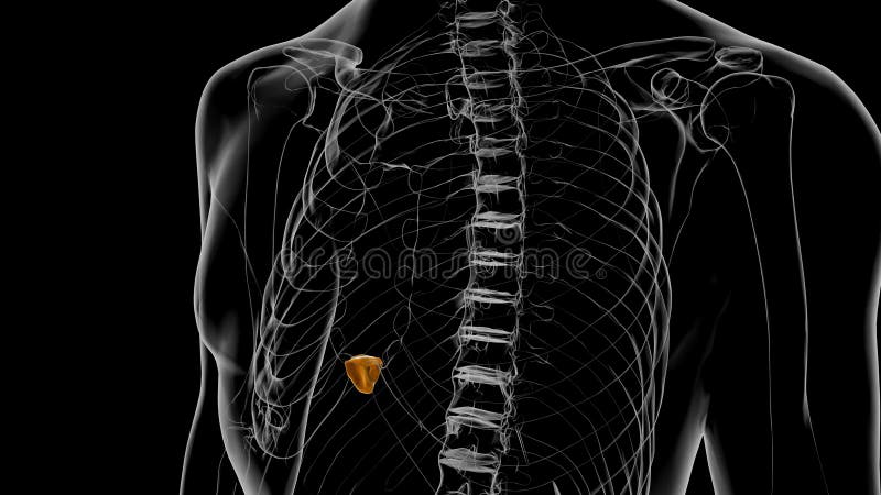 Human Skeleton Xiphoid Process Anatomy 3D Stock Illustration ...