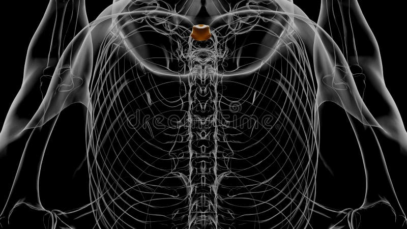 Human Skeleton Xiphoid Process Anatomy 3D Stock Illustration ...
