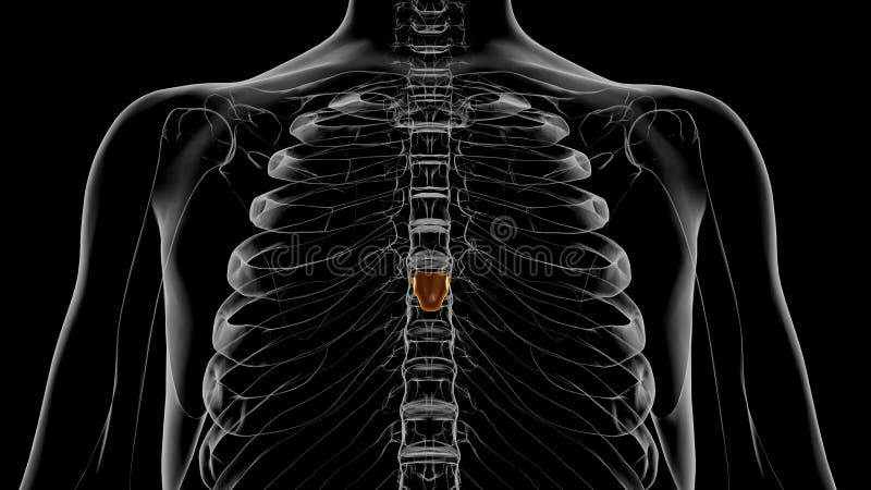 Human Skeleton Xiphoid Process Anatomy 3D Stock Illustration ...