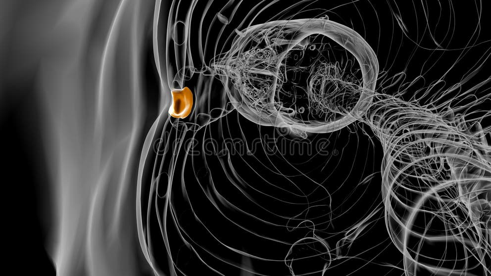 Human Skeleton Xiphoid Process Anatomy 3D Stock Illustration ...