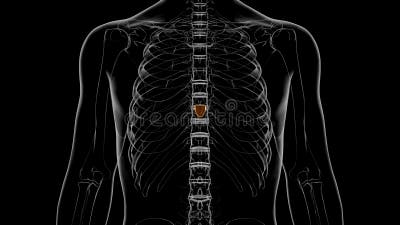 Human Skeleton Xiphoid Process Anatomy 3D Stock Illustration ...