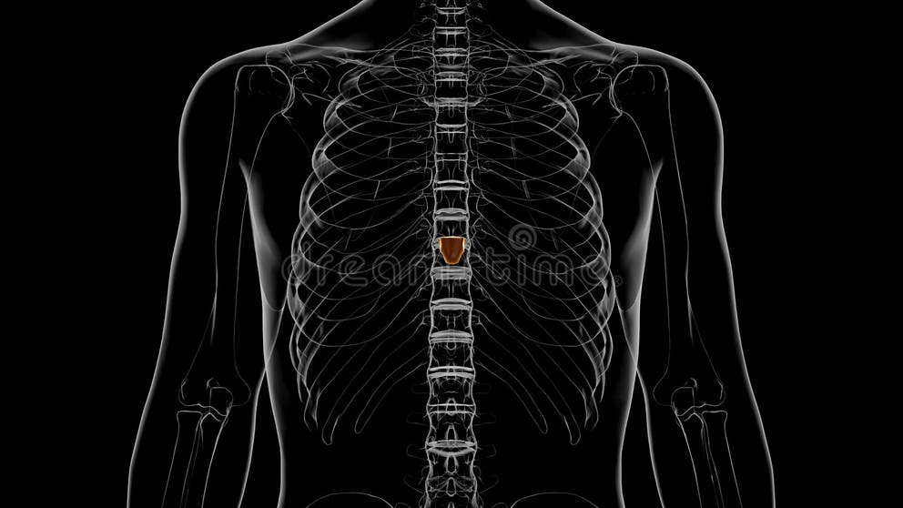 Human Skeleton Xiphoid Process Anatomy 3D Stock Illustration ...