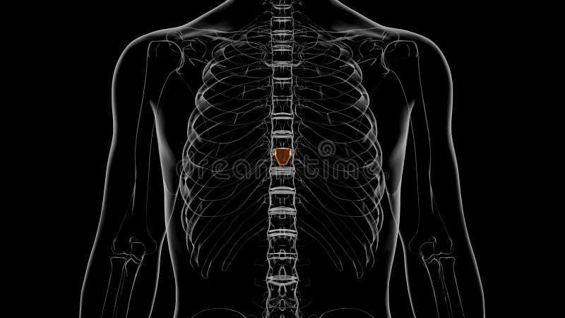 Human Skeleton Xiphoid Process Anatomy 3D Stock Illustration ...