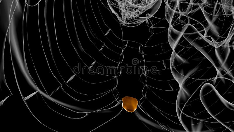 Human Skeleton Xiphoid Process Anatomy 3D Stock Illustration ...