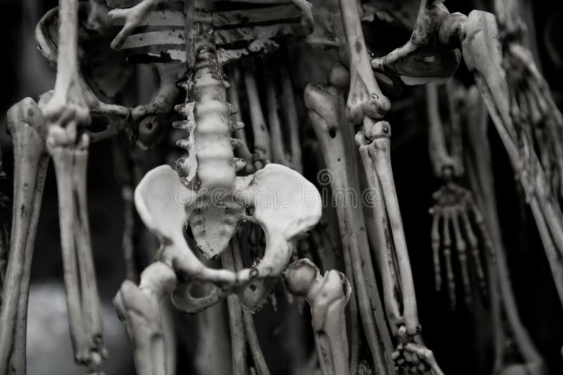 Human Skeletons stock image. Image of annual, scary, skeleton - 21210355