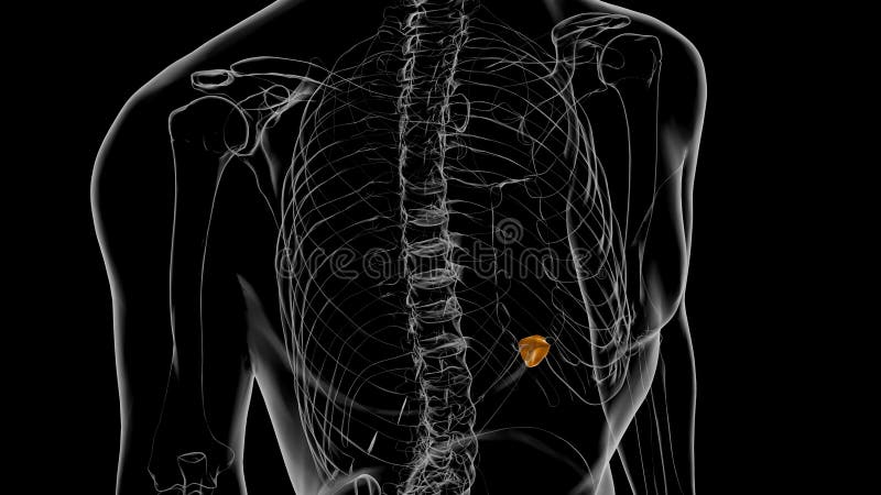Human Skelett Xifoid Processanatomi 3d Stock Illustrationer ...