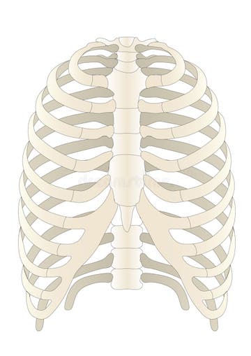 Human Skelton bones stock vector. Illustration of graphic - 17960048