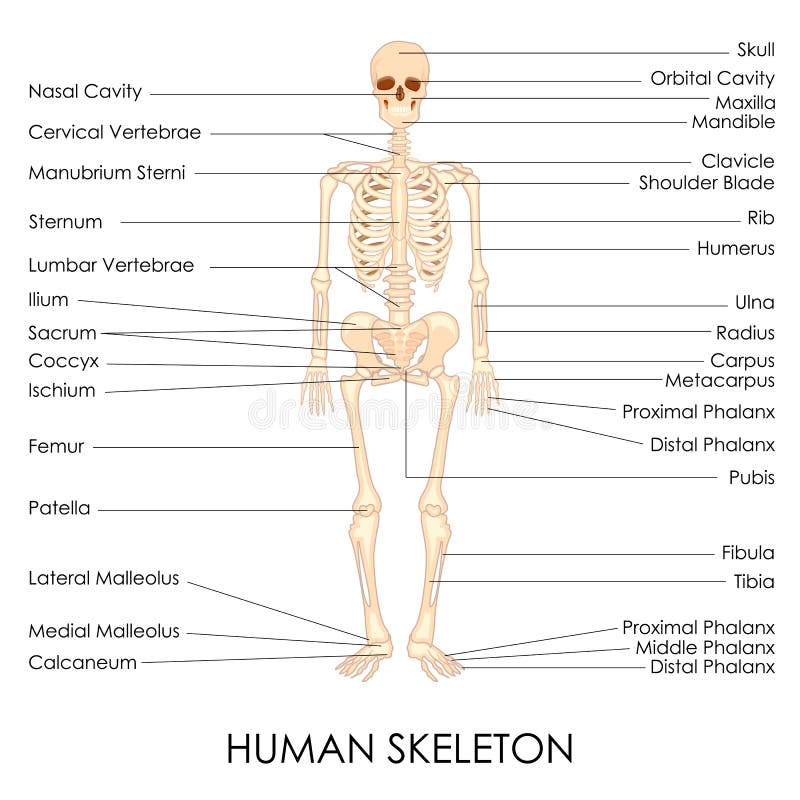 Human Skelton bones stock vector. Illustration of graphic - 17960048
